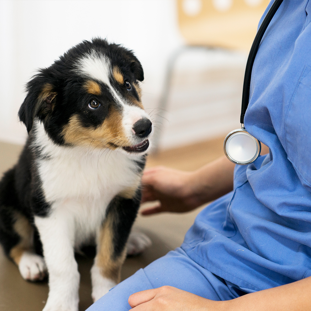 Pet Wellness Exams in Cookeville & Crossville TN | Best Friends ...