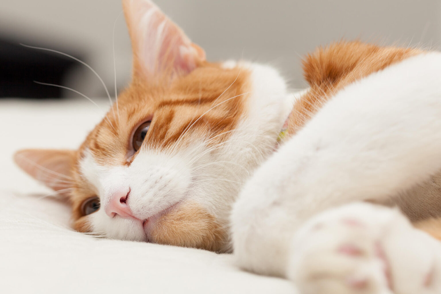 Detecting Subtle Indicators of Pain or Discomfort in Cats | Best ...